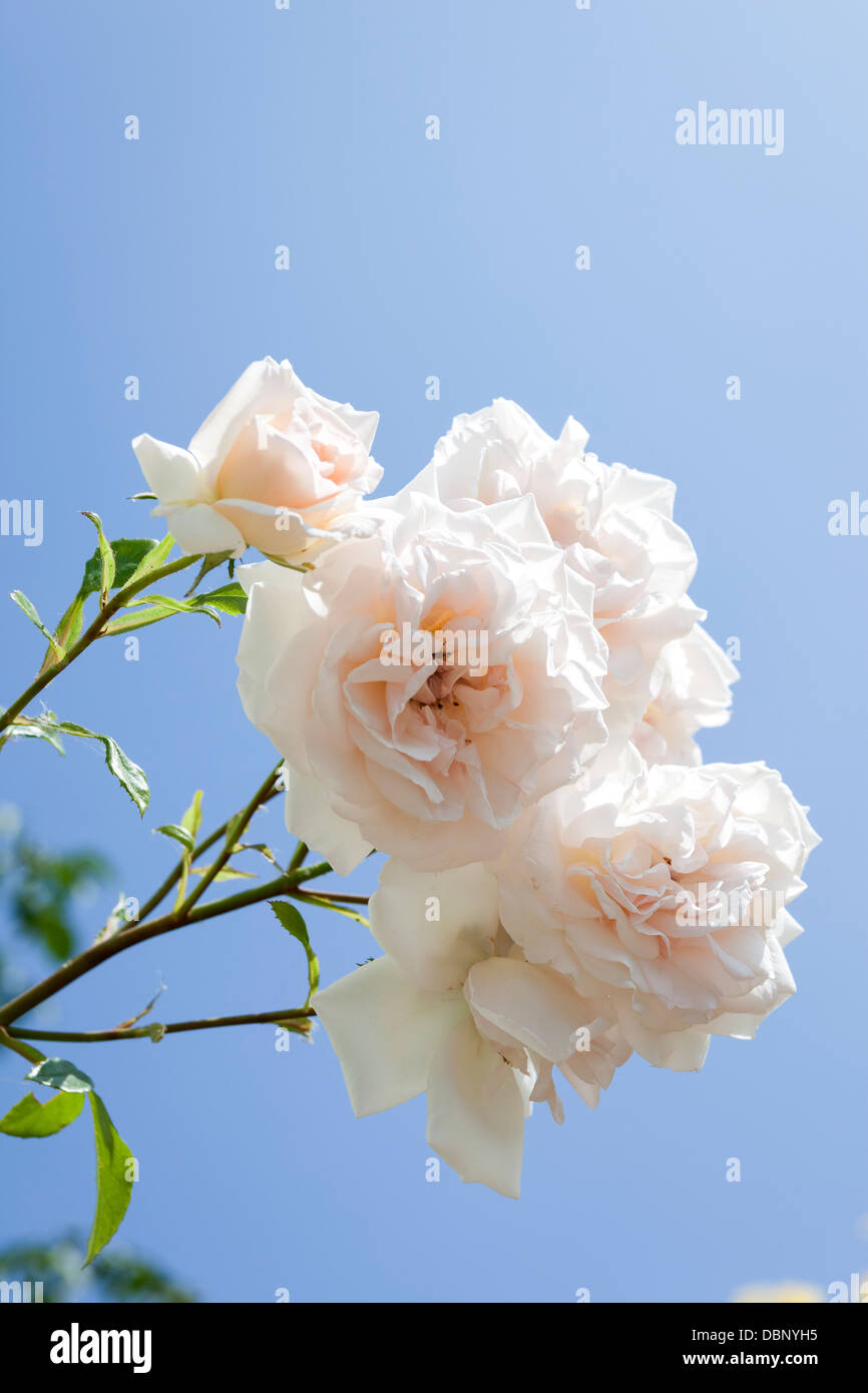Beautiful roses outside on a sunny day with a blue sky behind Stock ...