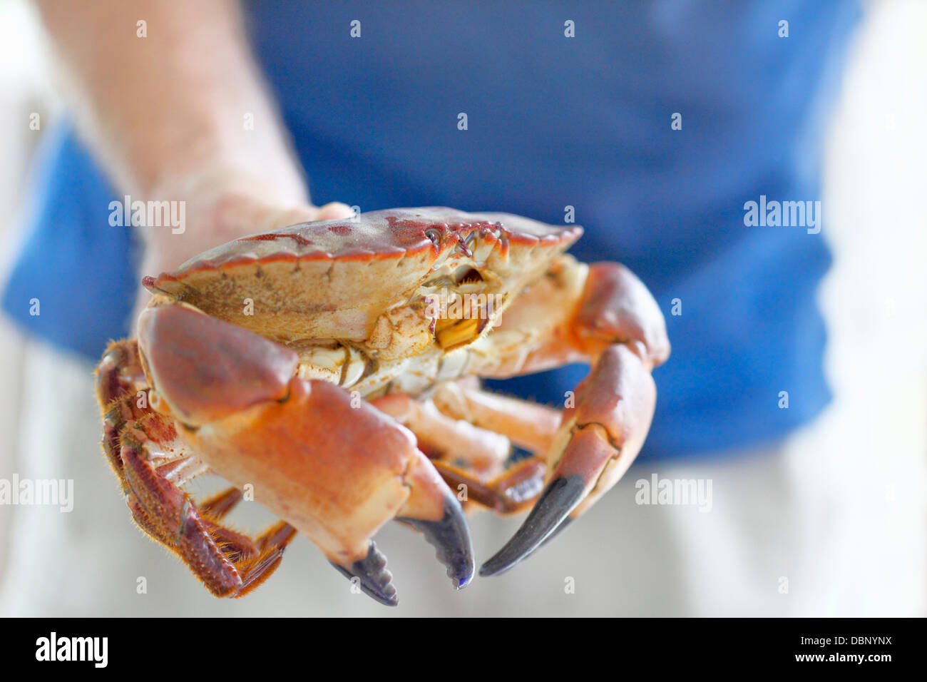 Human hand holding crab hi-res stock photography and images - Alamy