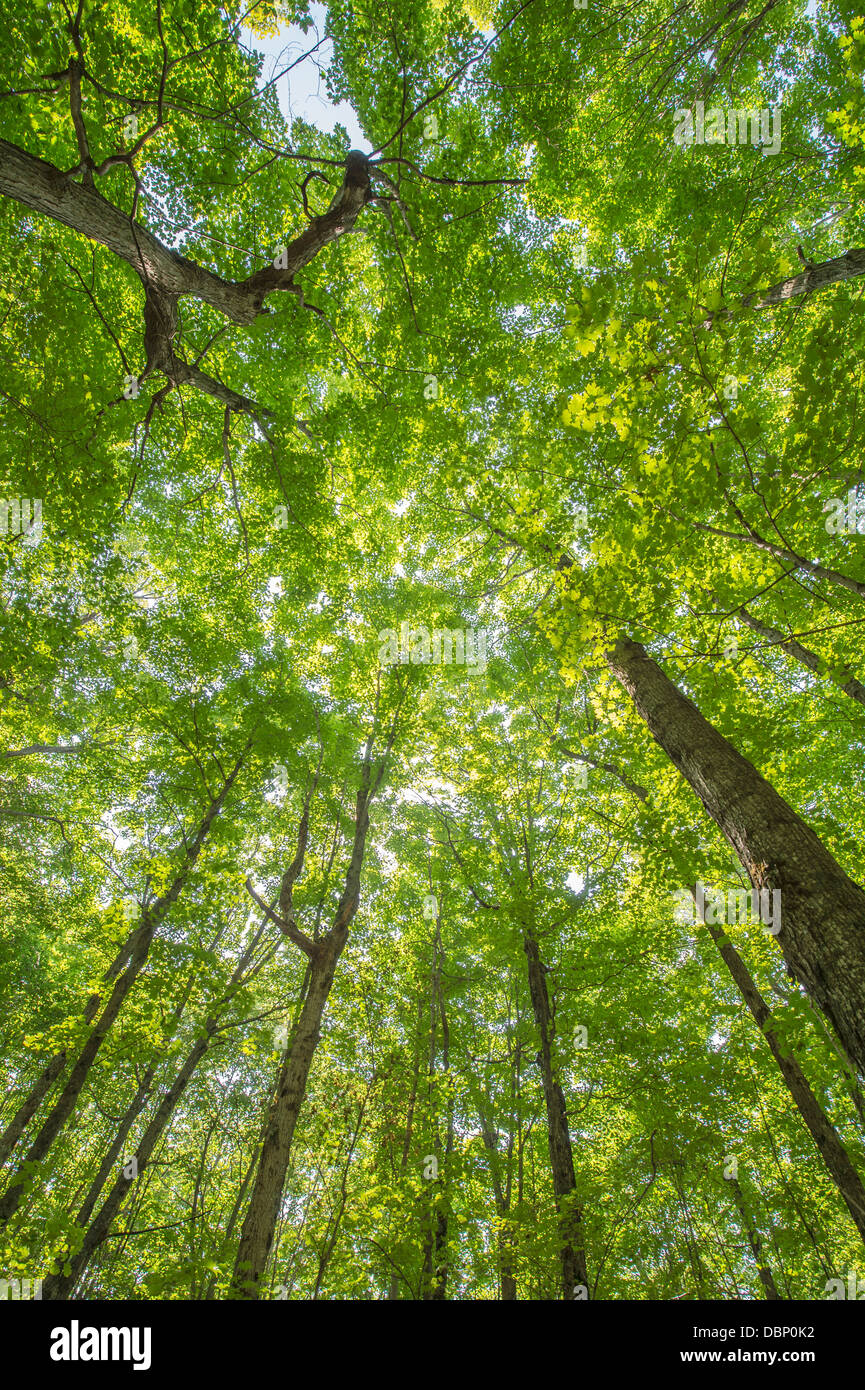 Canopy of the tree hi-res stock photography and images - Alamy