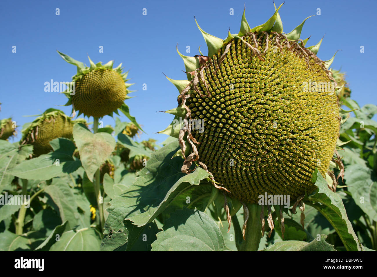 Ripe sunflower hi-res stock photography and images - Alamy