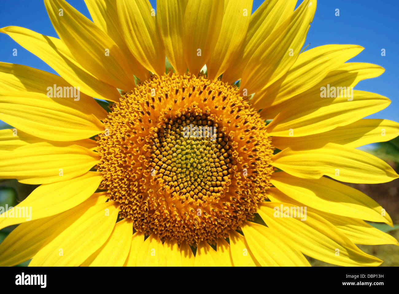 Sunflower on a sunny day Stock Photo - Alamy
