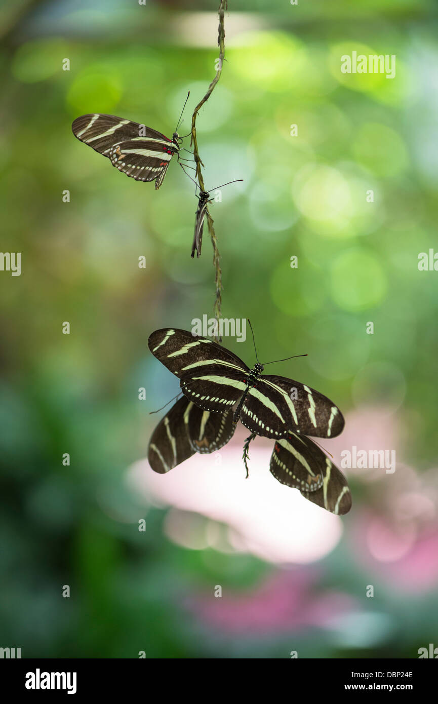 Butterflies fluttering hi-res stock photography and images - Alamy