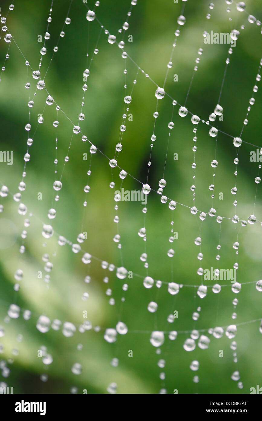 Wet spider hi-res stock photography and images - Alamy