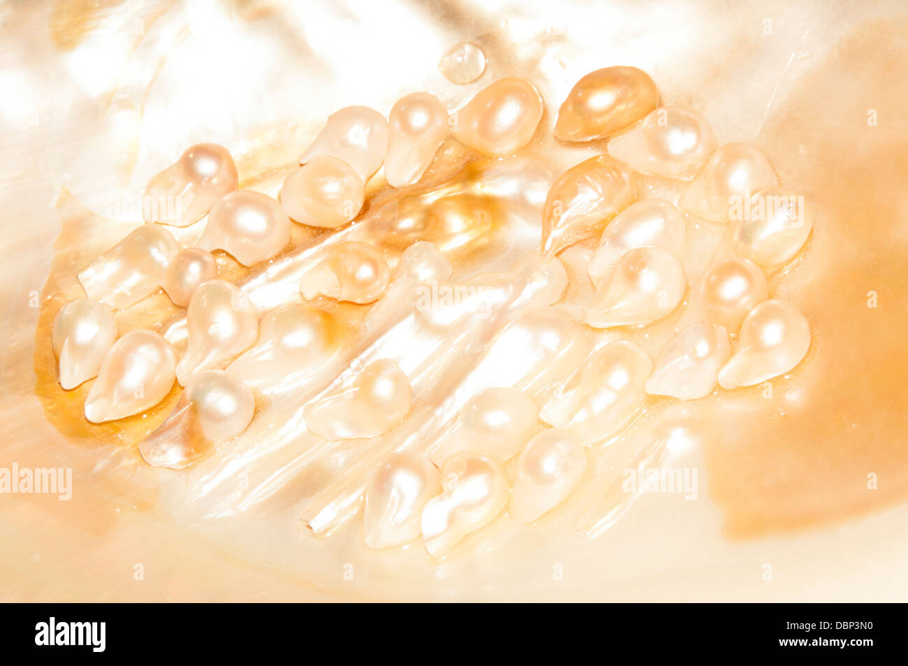 Mussel shell with pearls Stock Photo - Alamy