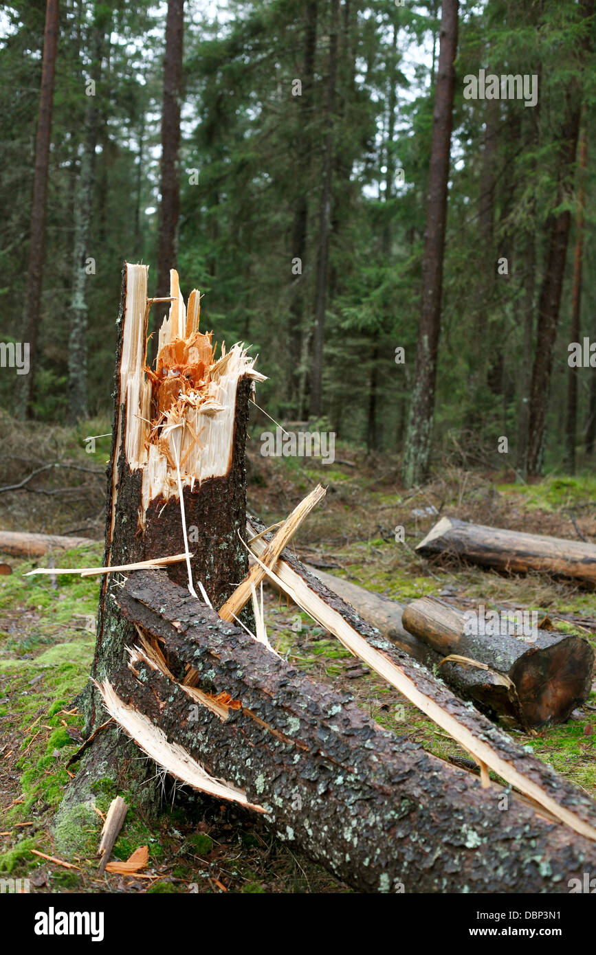 Broken tree in forest Stock Photo - Alamy