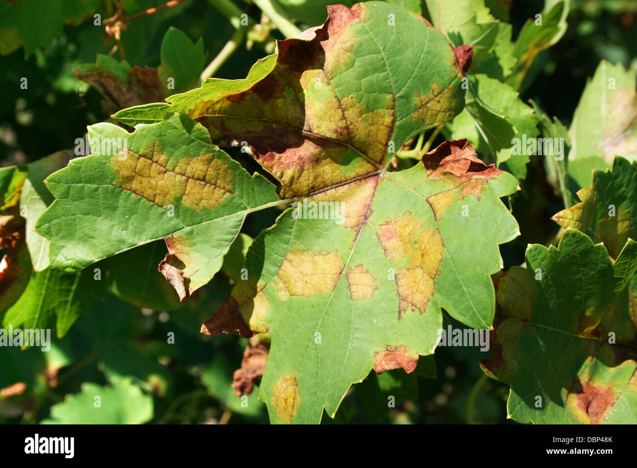 Grape leaf disease Stock Photo - Alamy Grape leaf disease Stock Photo - Alamy