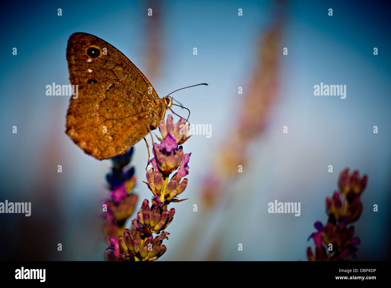 Flying Insects High Resolution Stock Photography and Images - Alamy