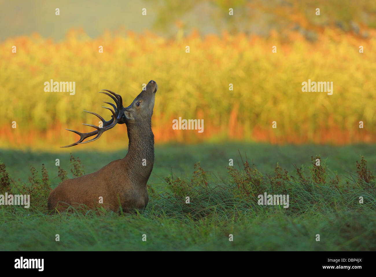Stag Field High Resolution Stock Photography and Images - Alamy