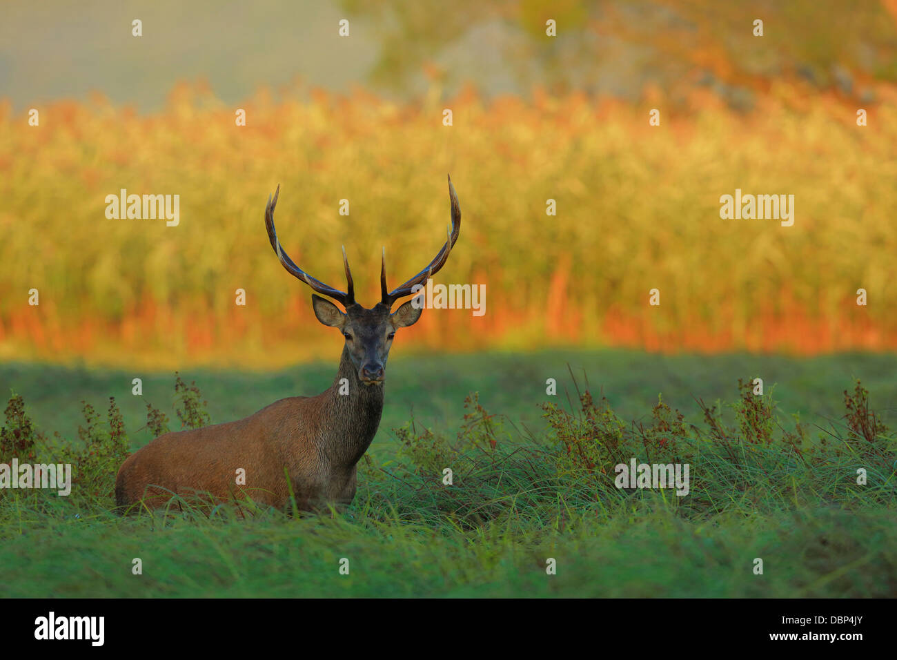 Stag Side View High Resolution Stock Photography and Images - Alamy