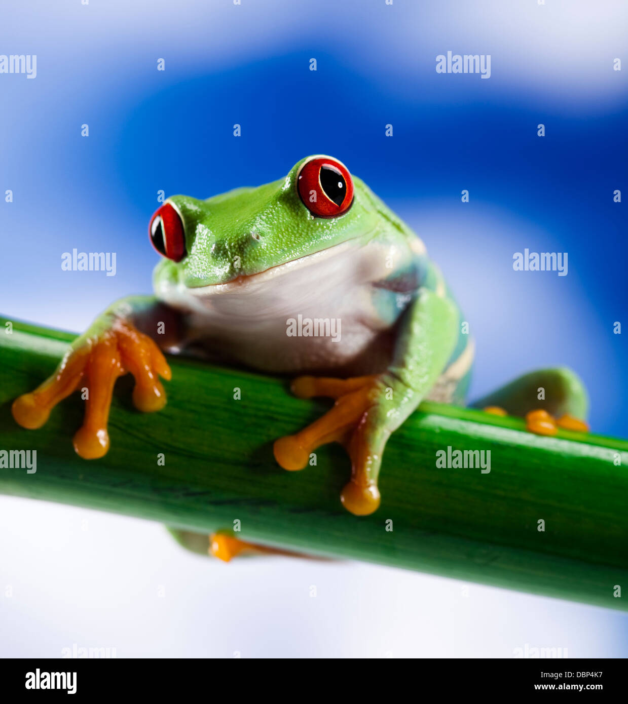 Pet frogs hi-res stock photography and images - Alamy