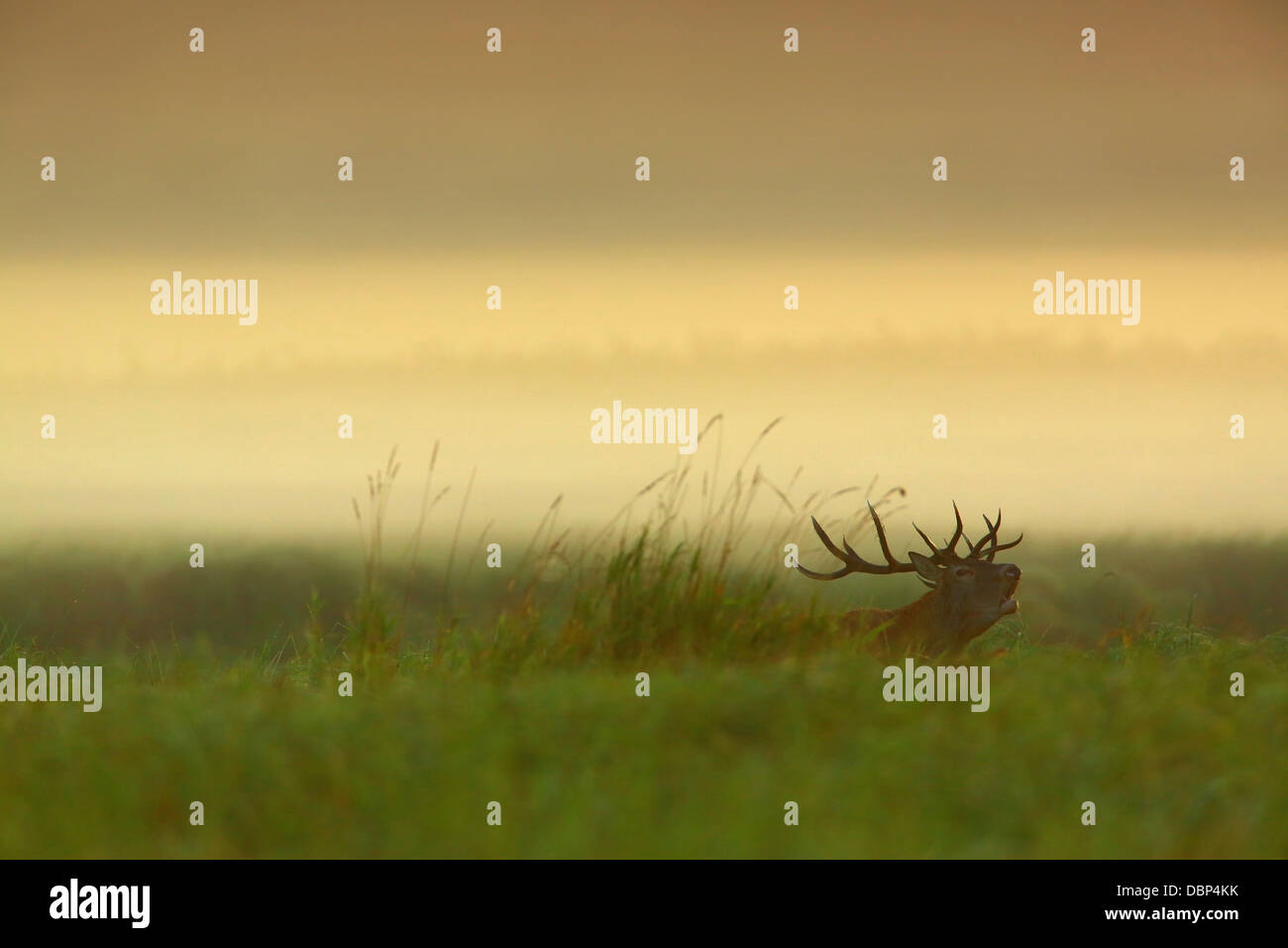 Stag In Field At Dawn Stock Photo - Alamy