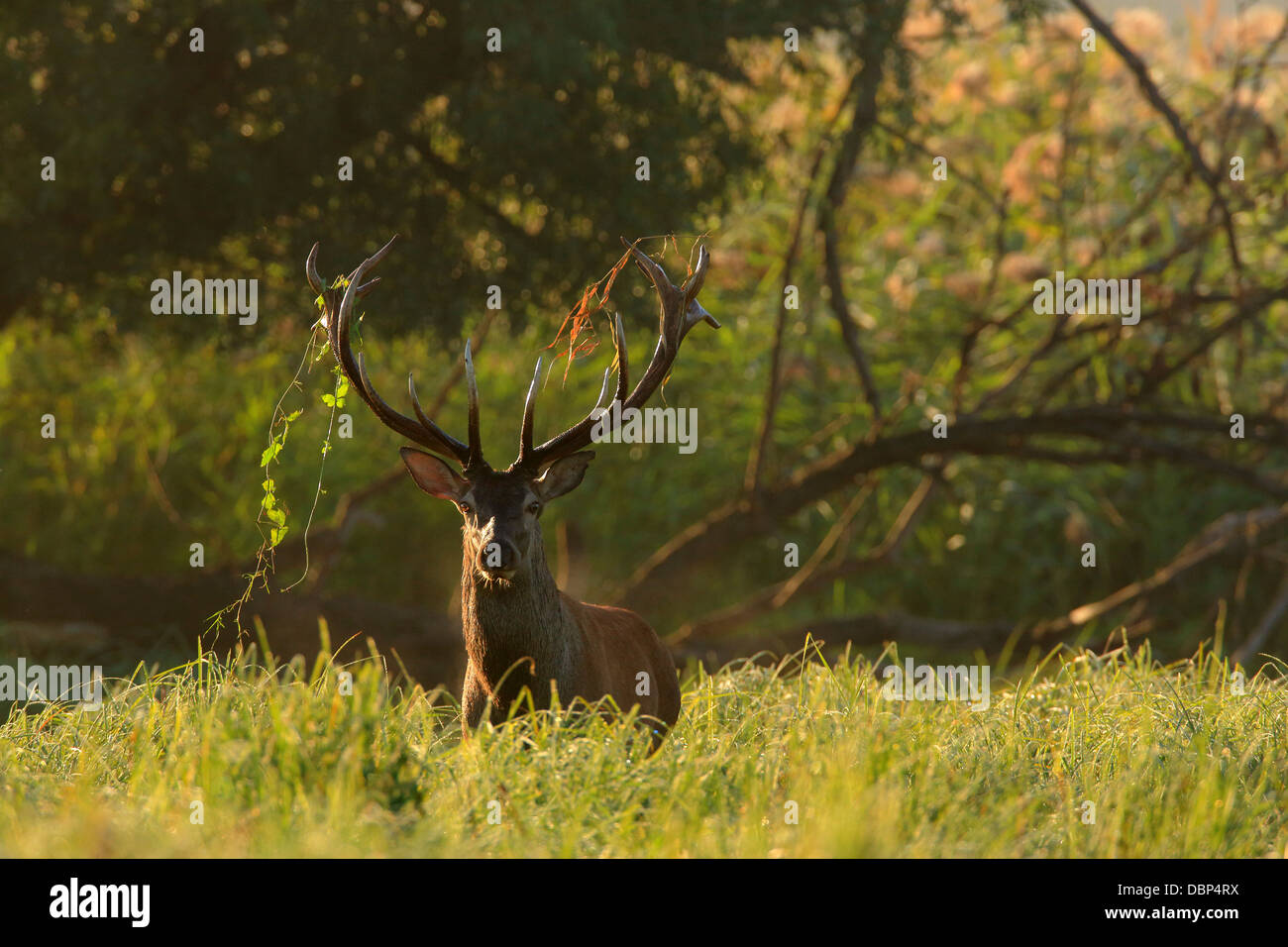 Stag In Grassy Landscape Stock Photo - Alamy
