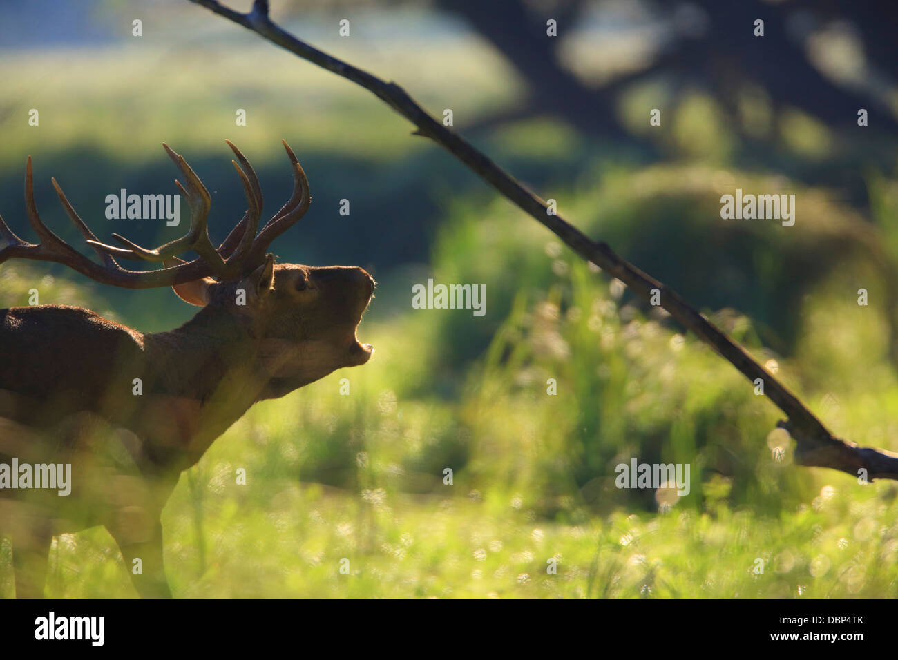 Roaring stag with hi-res stock photography and images - Alamy
