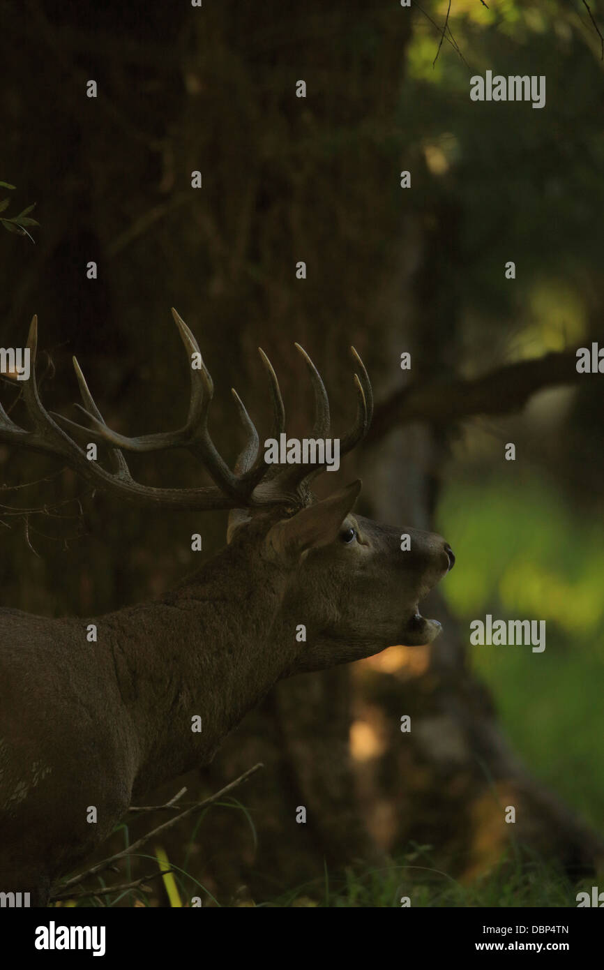 Roaring Stag With Stock Photos & Roaring Stag With Stock Images - Alamy