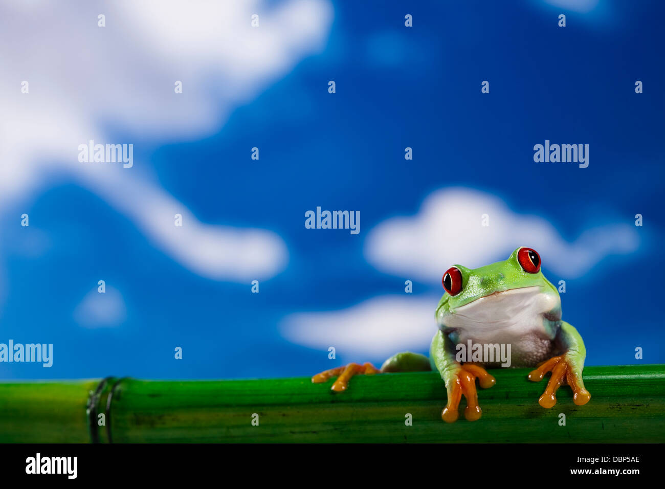 Frog and blue sky Stock Photo - Alamy