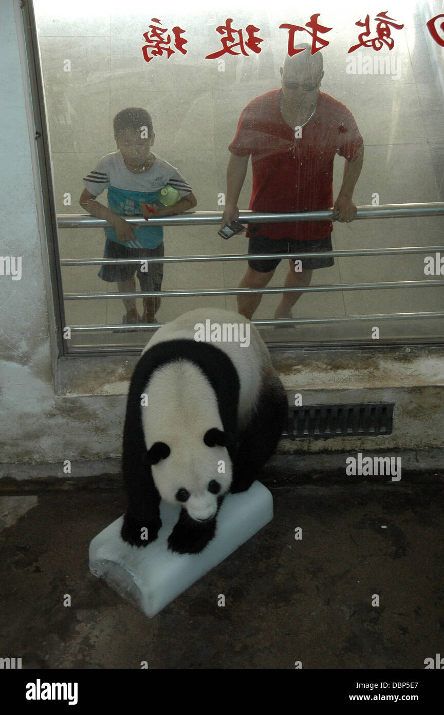 THE PANDA BEAR WHO THINKS HE'S A POLAR BEAR A panda plays with ice ...