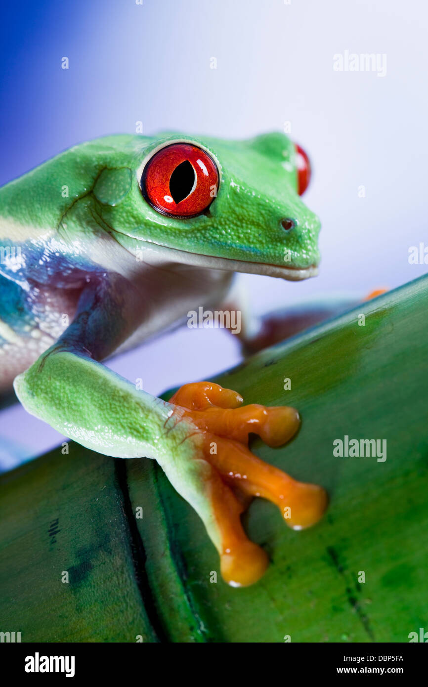Red eyed green tree frog Stock Photo - Alamy