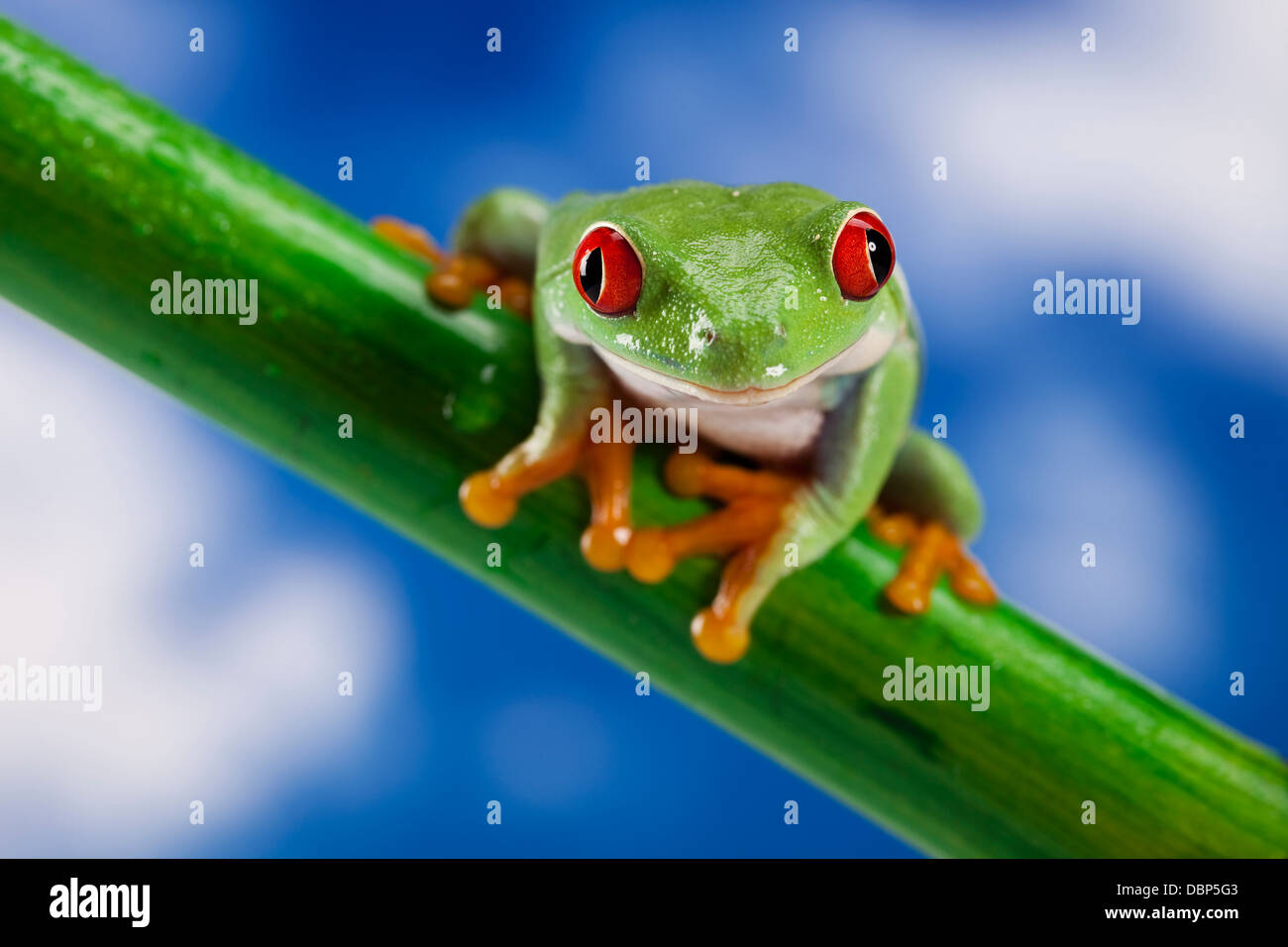 Frog and blue sky Stock Photo - Alamy