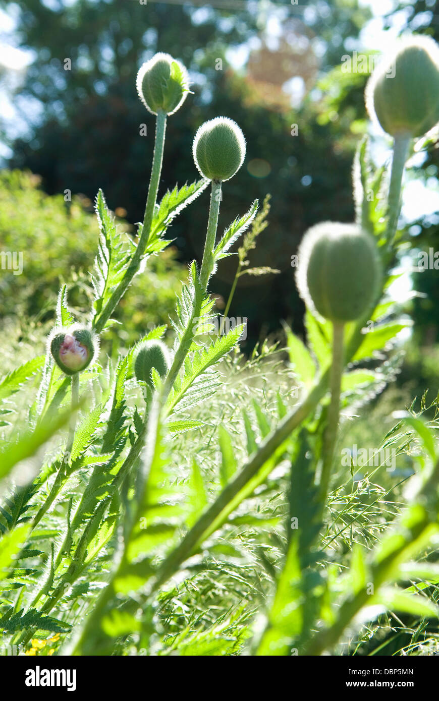 Poppy buds hi-res stock photography and images - Alamy
