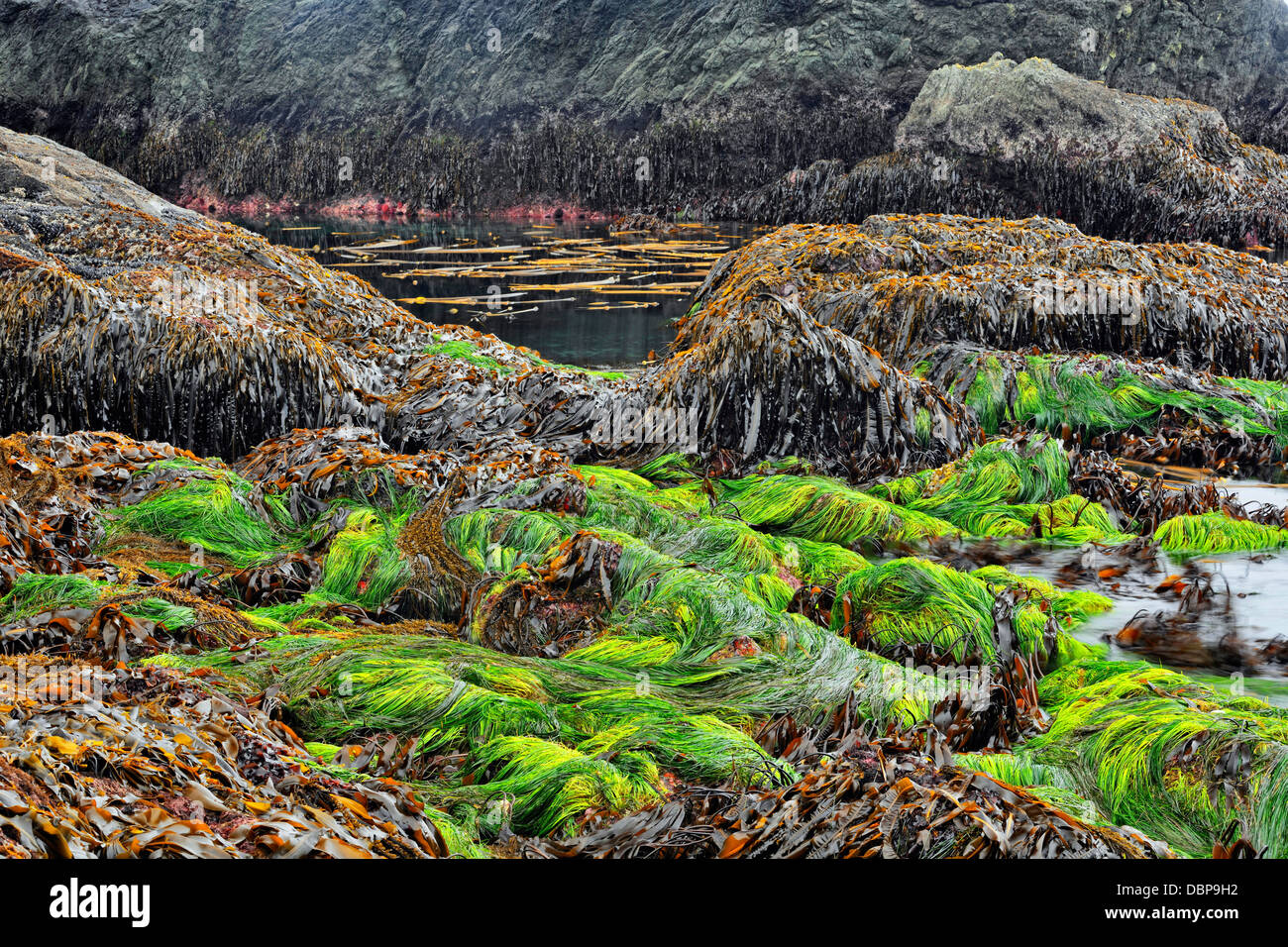 Intertidal life hi-res stock photography and images - Alamy