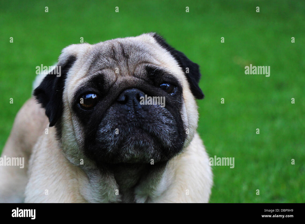 Adorable beige pug outdoors with a green grass background Stock Photo ...