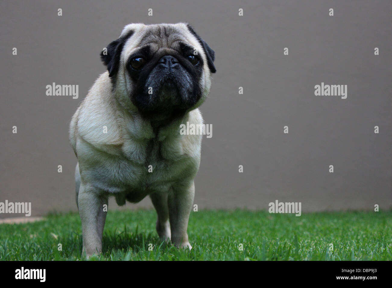 Adorable beige pug outdoors on green grass with a wall in the ...