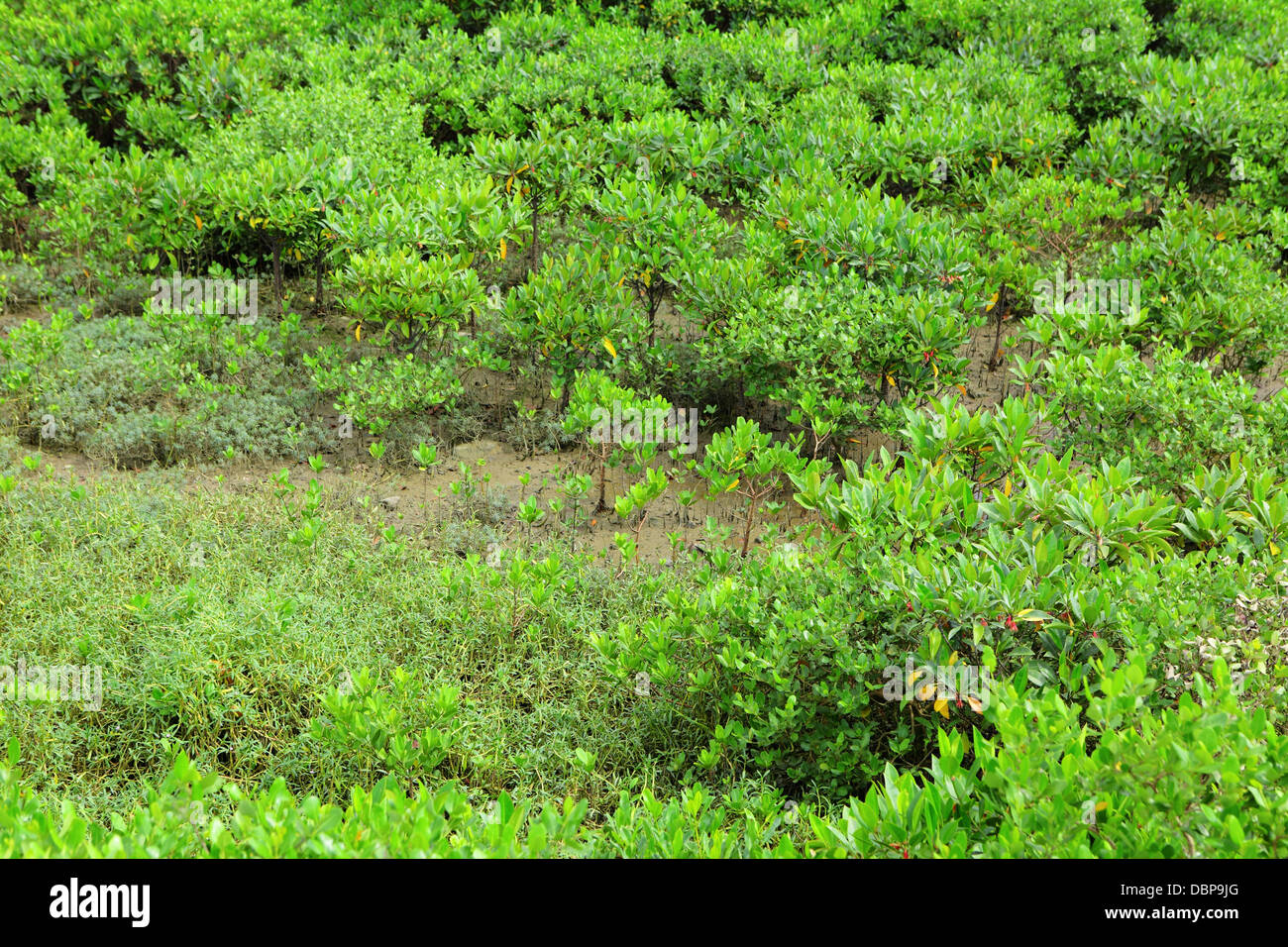 Rhizophora woods hi-res stock photography and images - Alamy