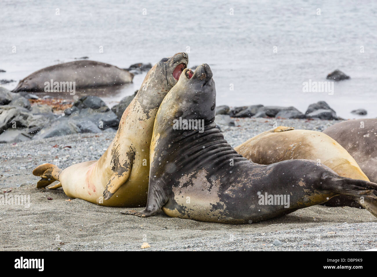 Group of southern elephant seals hi-res stock photography and images ...