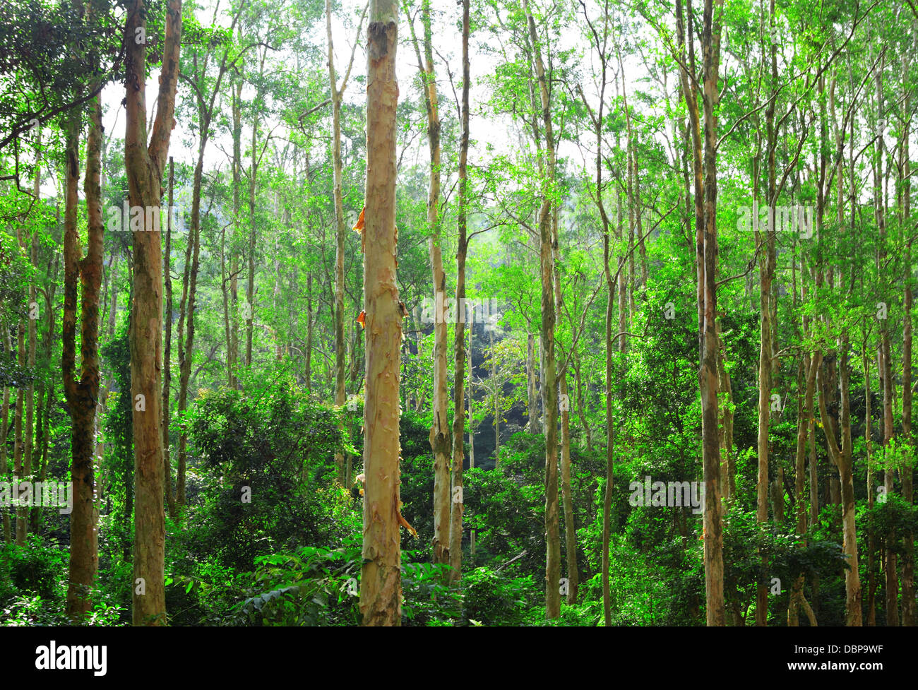 forest with sunlight Stock Photo - Alamy