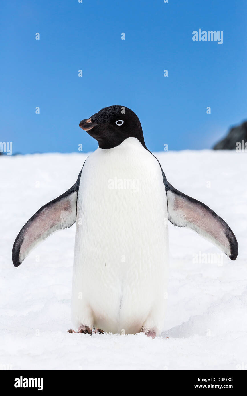 Adelie penguin (Pygoscelis adeliae), Torgersen Island, Antarctic ...