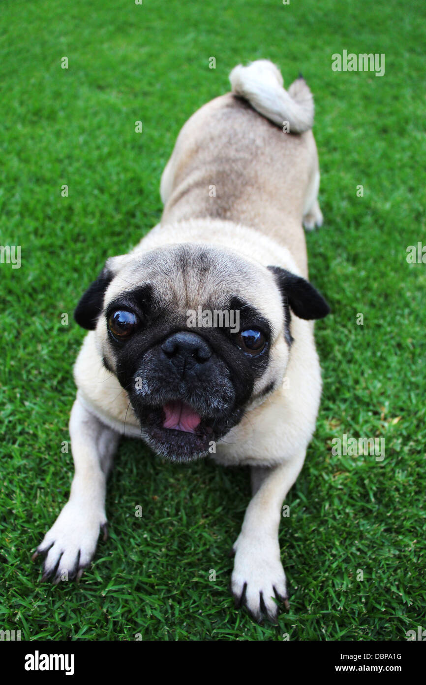 Adorable beige pug lying down and yawning outdoors with a green grass ...