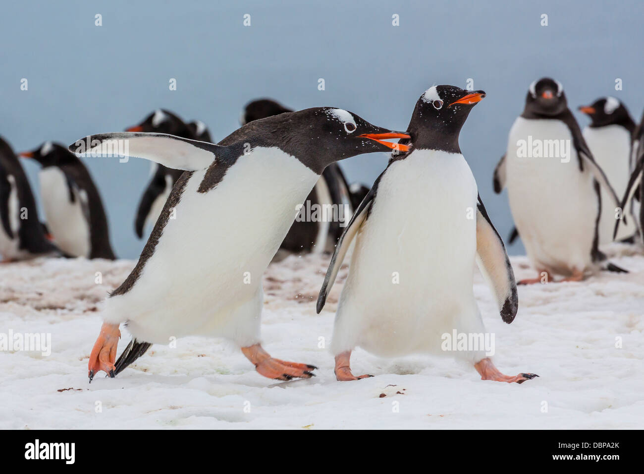 Adult gentoo penguins (Pygoscelis papua) aggression, Neko Harbor ...