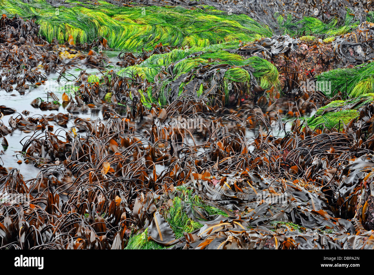 Fragile intertidal habitat environment hi-res stock photography and ...