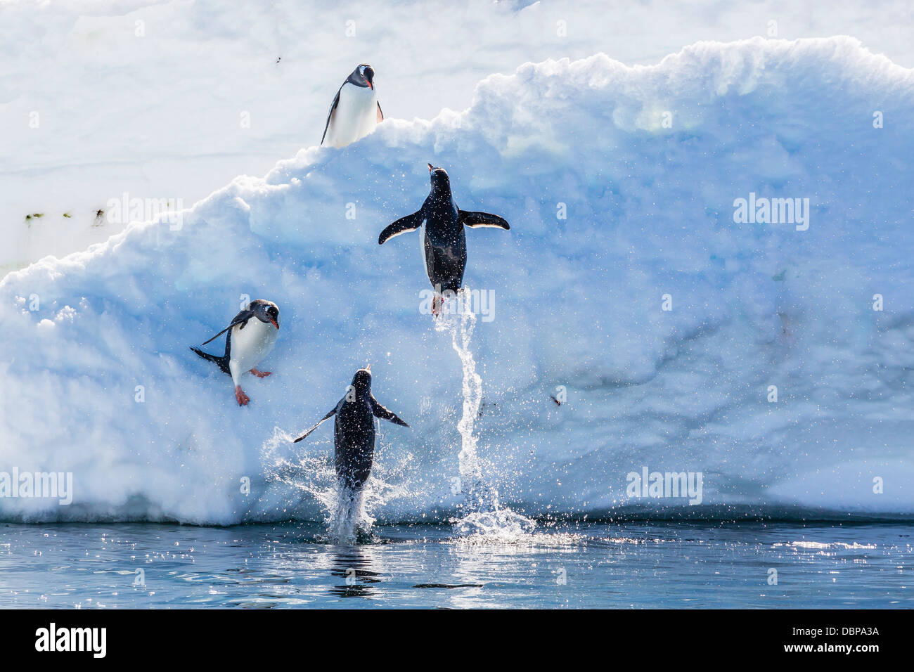 Adult gentoo penguins (Pygoscelis papua) leaping onto ice in Mickelson ...