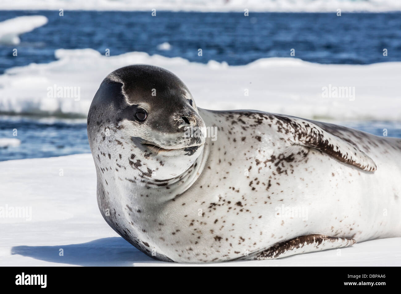 Adult leopard seal (Hydrurga leptonyx), Booth Island, Antarctica ...