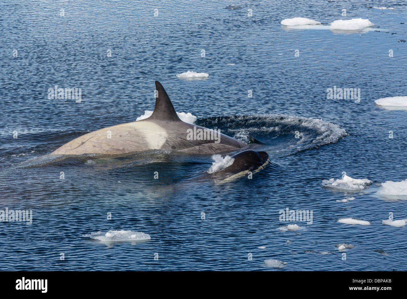 Type B killer whales (Orcinus orca) travelling and socializing in ...