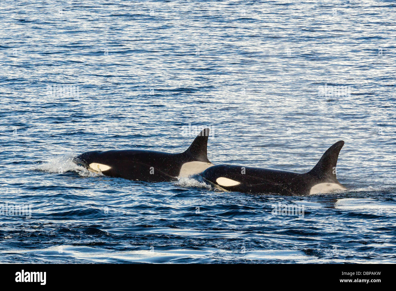 Type a killer whale hi-res stock photography and images - Alamy