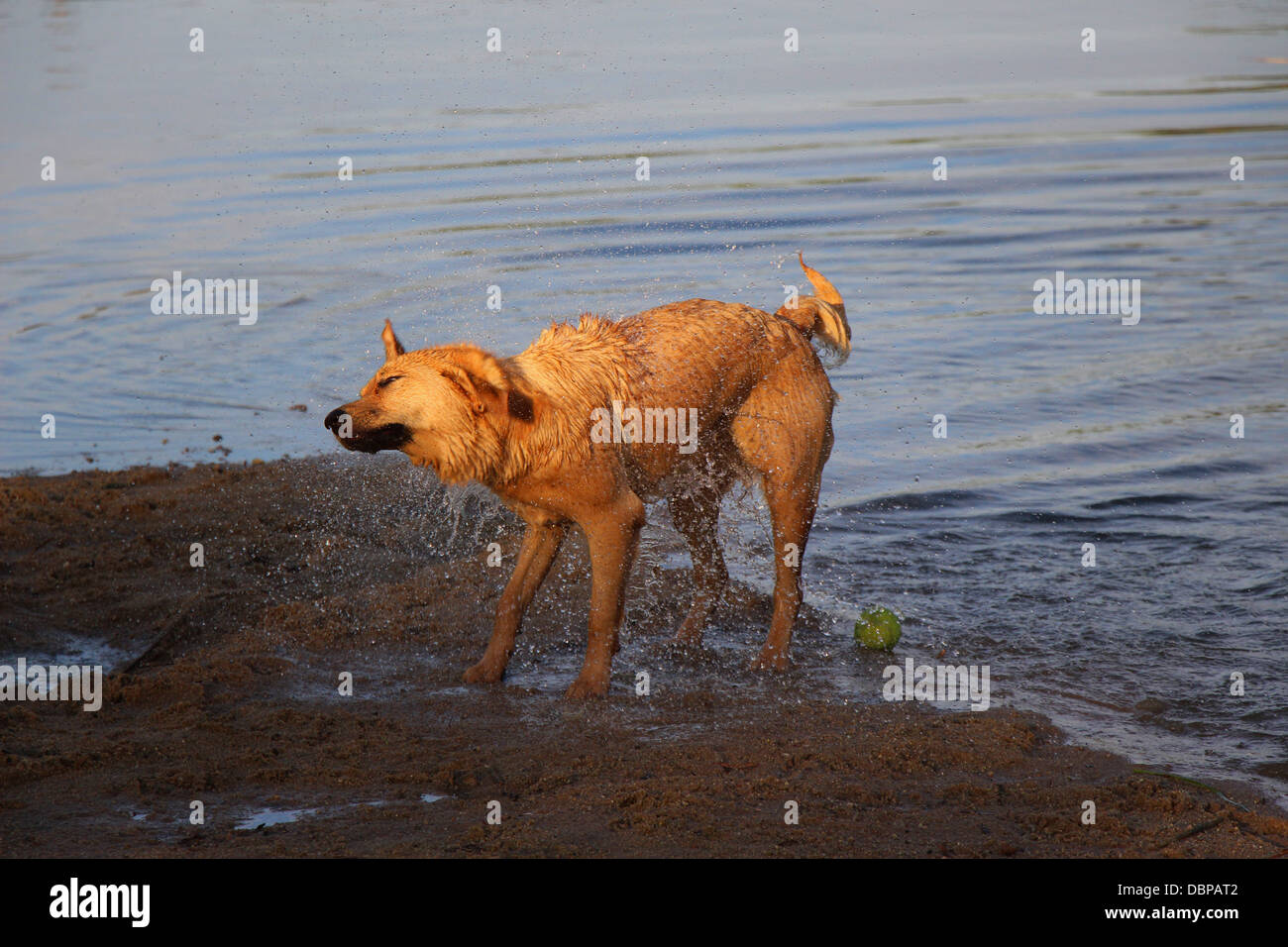 Dog dam hi-res stock photography and images - Alamy