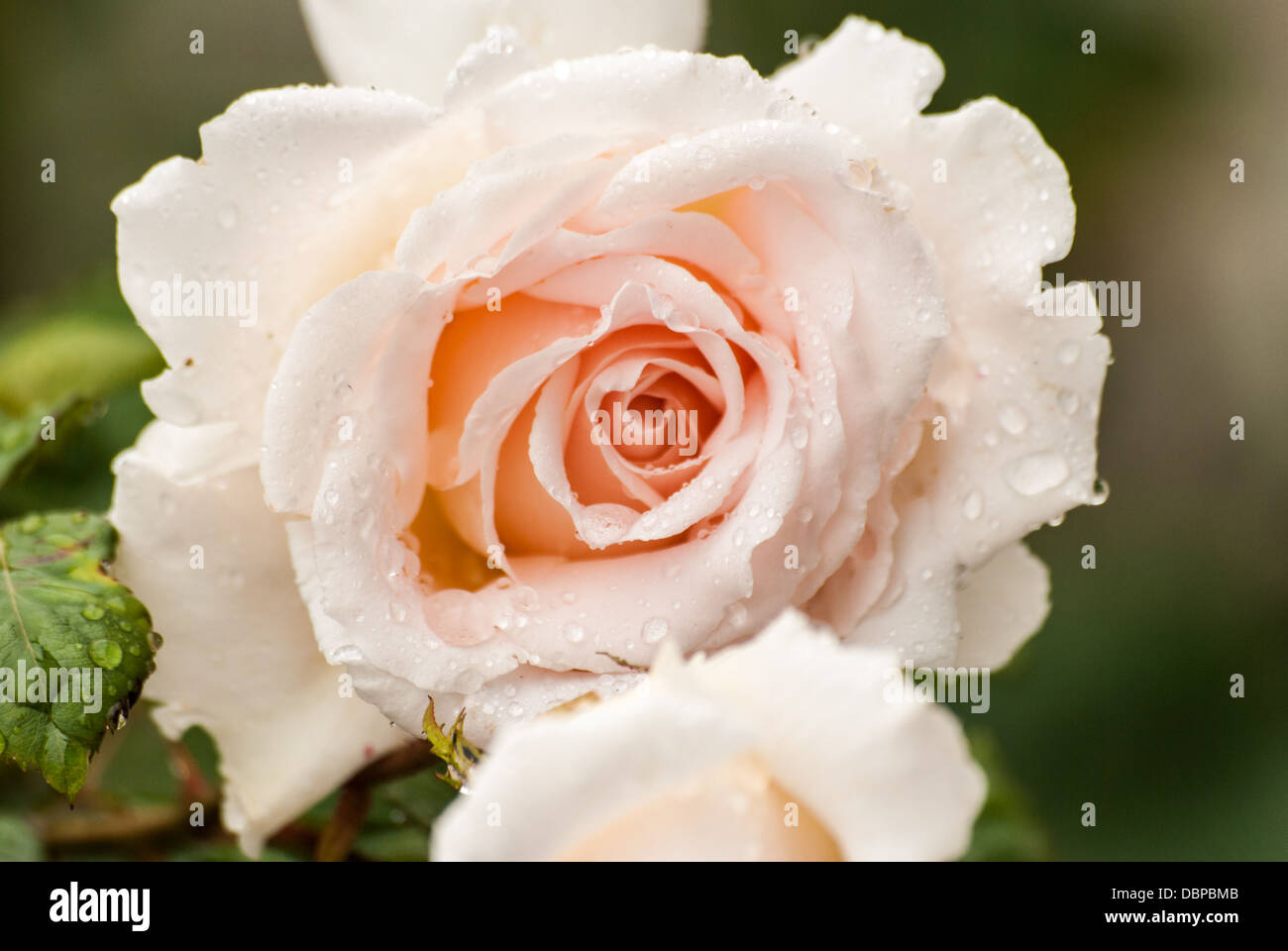 Pink Rose with water droplets Stock Photo - Alamy