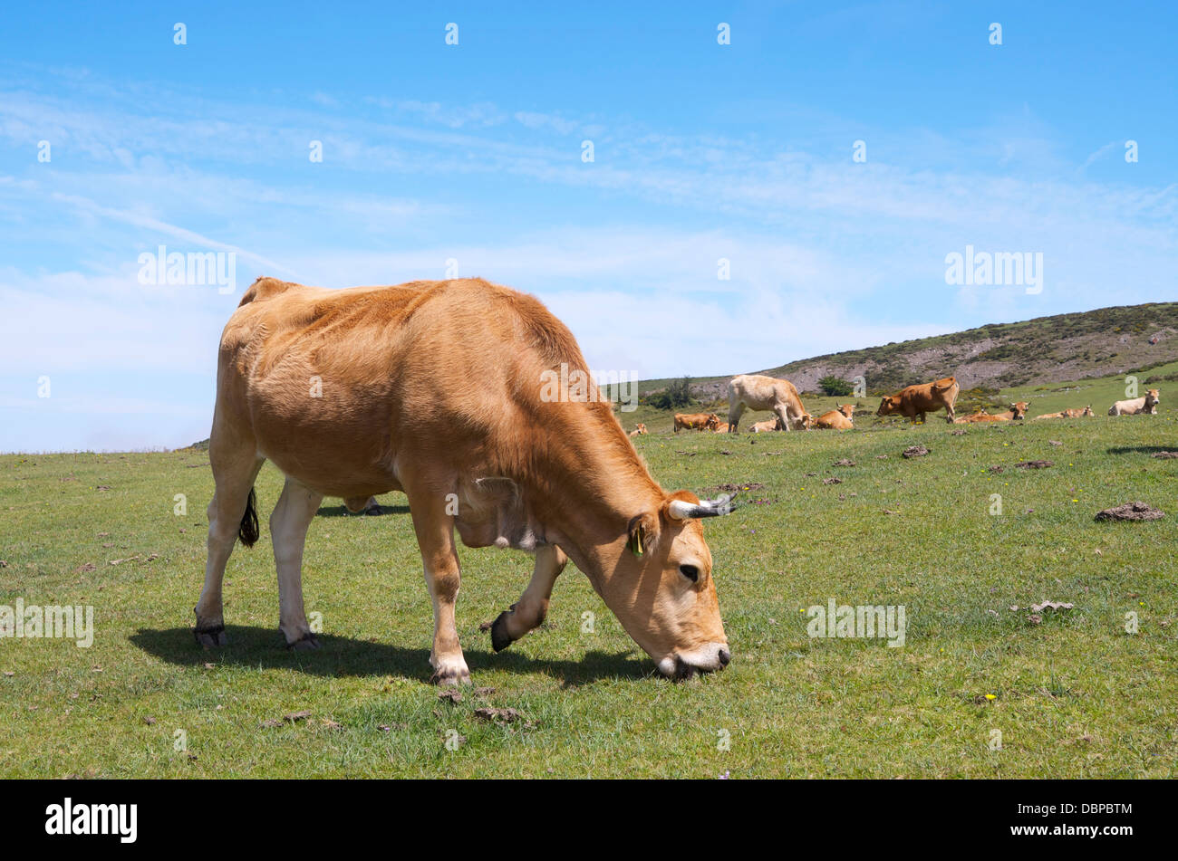 forefront of a cows grazing in a meadow in the Lagos de Covadonga ...