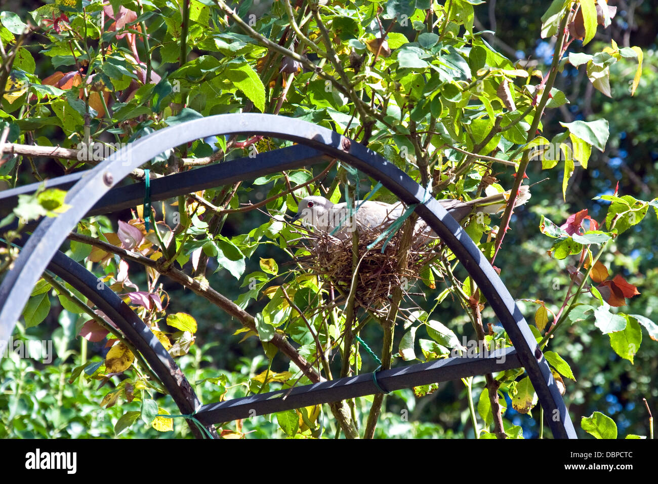 Collared dove nest with eggs hi-res stock photography and images - Alamy