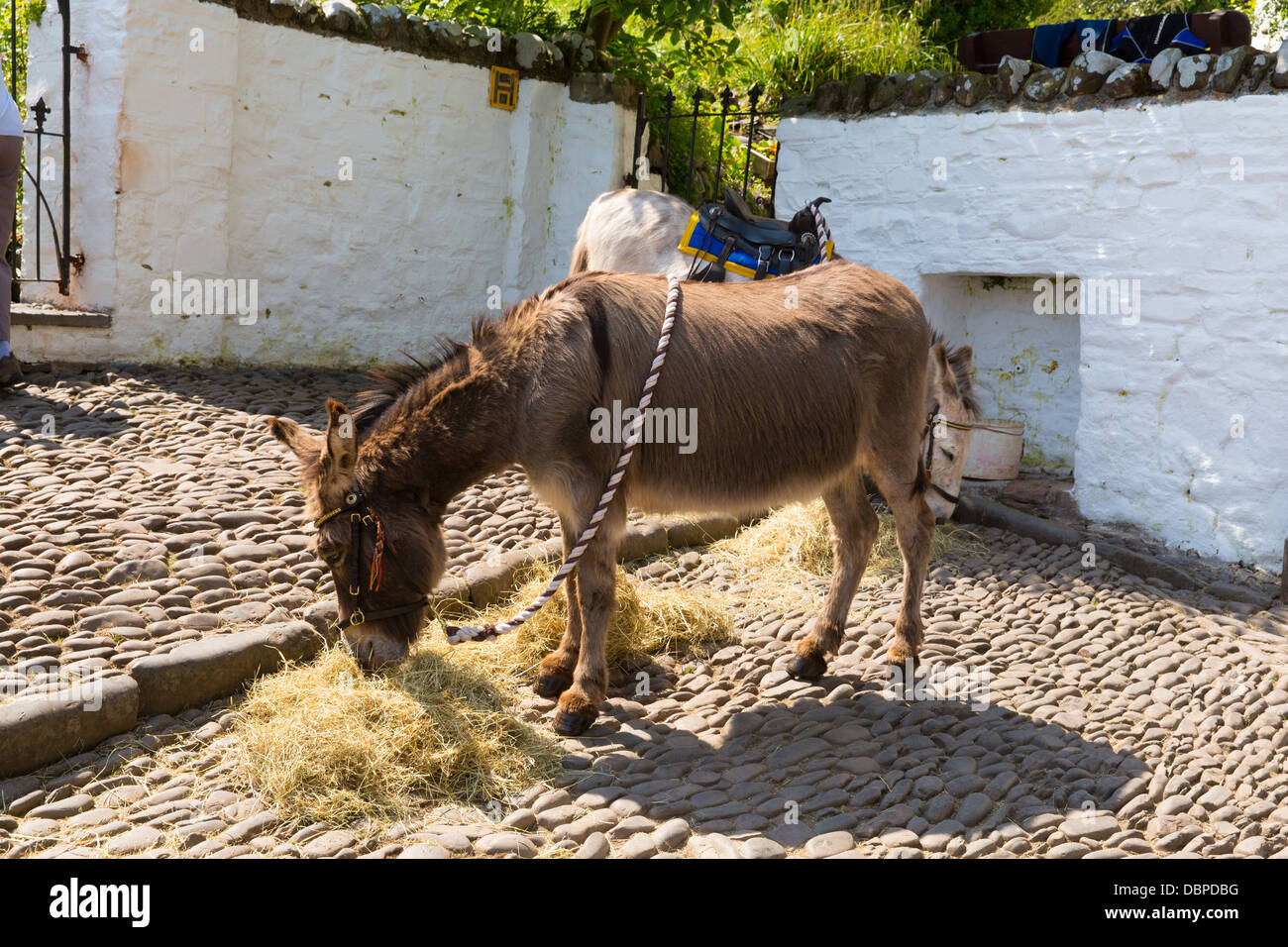 Donkey eating hi-res stock photography and images - Alamy