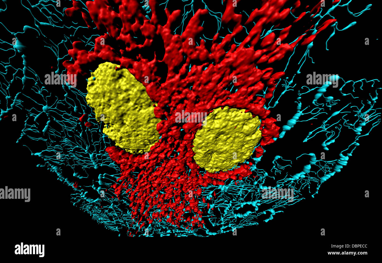 Microfilaments (blue), mitochondria (red), and nuclei (yellow) in ...