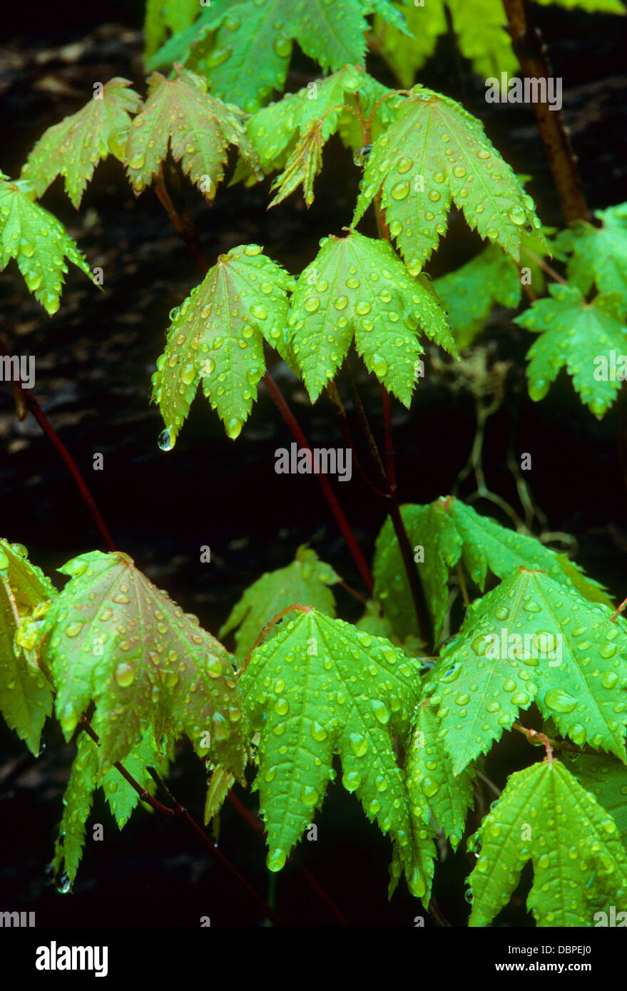 Dew on vine maples along Rogue River Trail, Rogue Wild and Scenic River ...