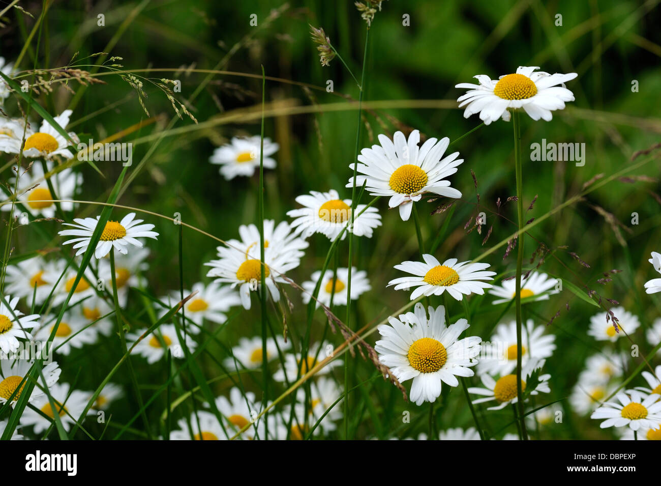 Oxeye daisy (Leucanthemum vulgare) flowers in green grass Stock Photo ...