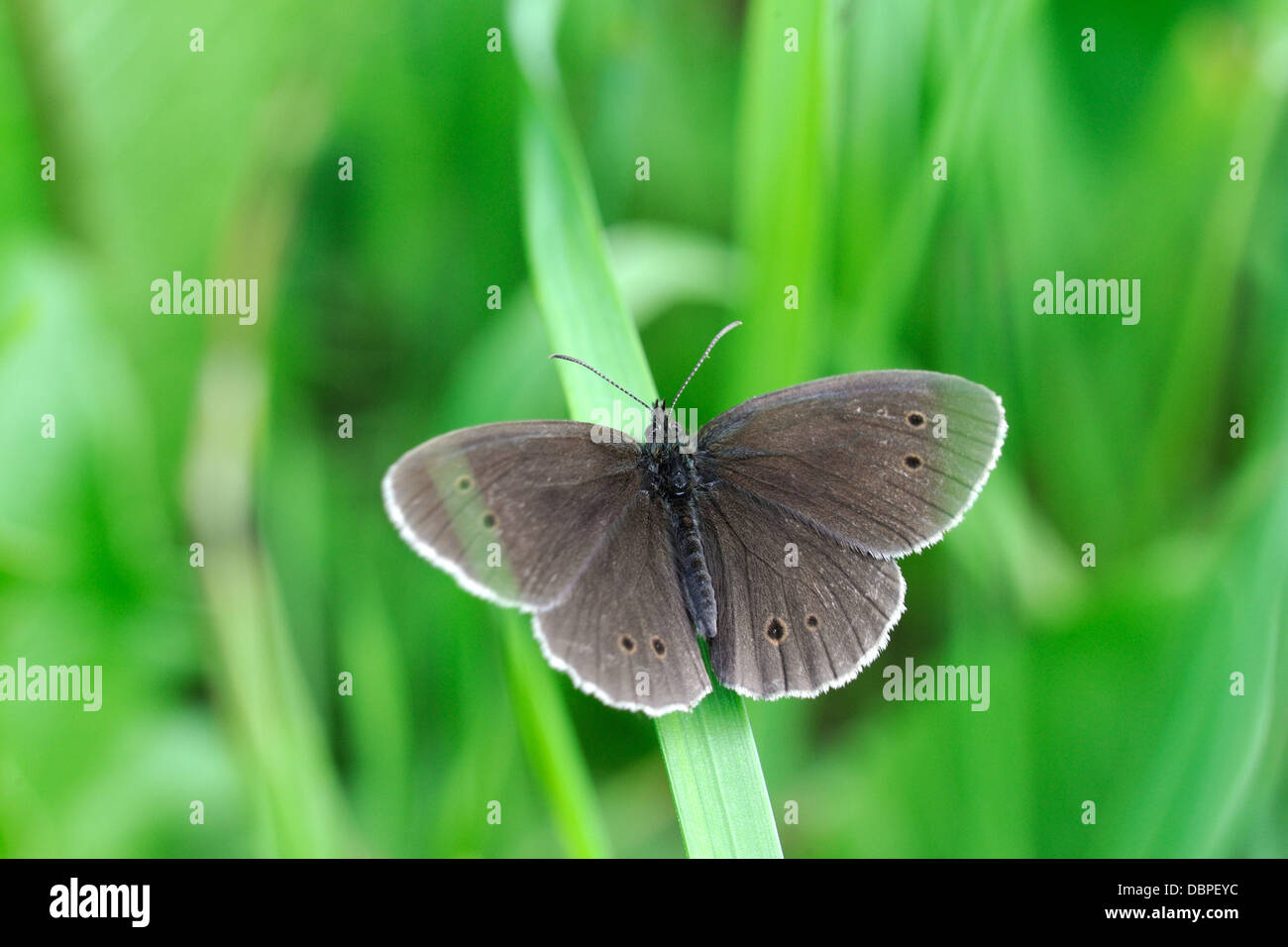 Ringlet butterfly hi-res stock photography and images - Alamy