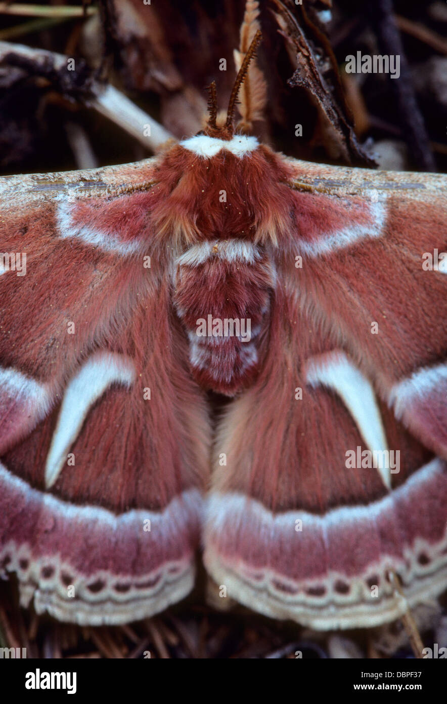 Moth on Miller Lake Trail, Winema National Forest, Oregon Stock Photo ...