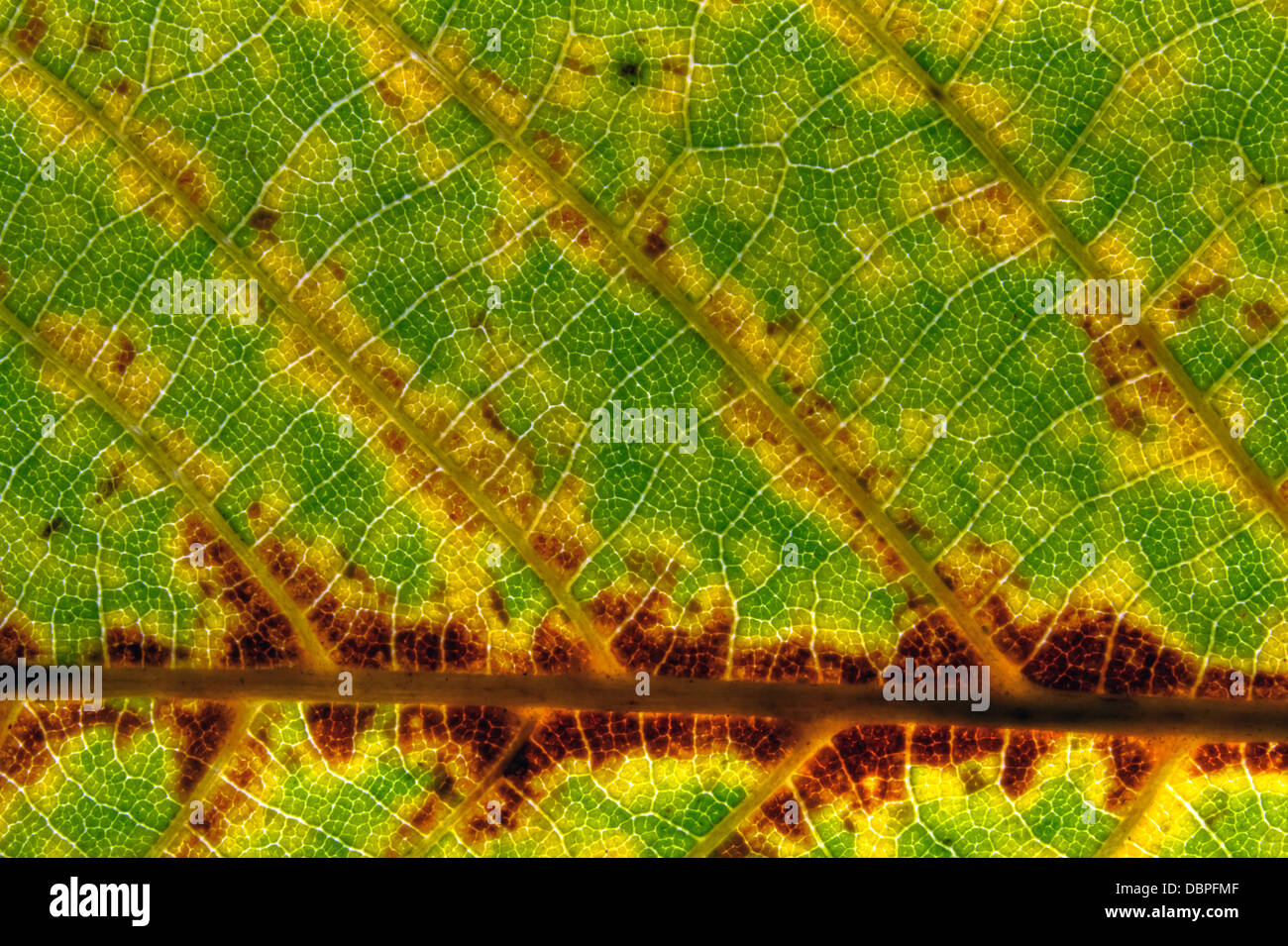 Structure of an autumn leaf hi-res stock photography and images - Alamy