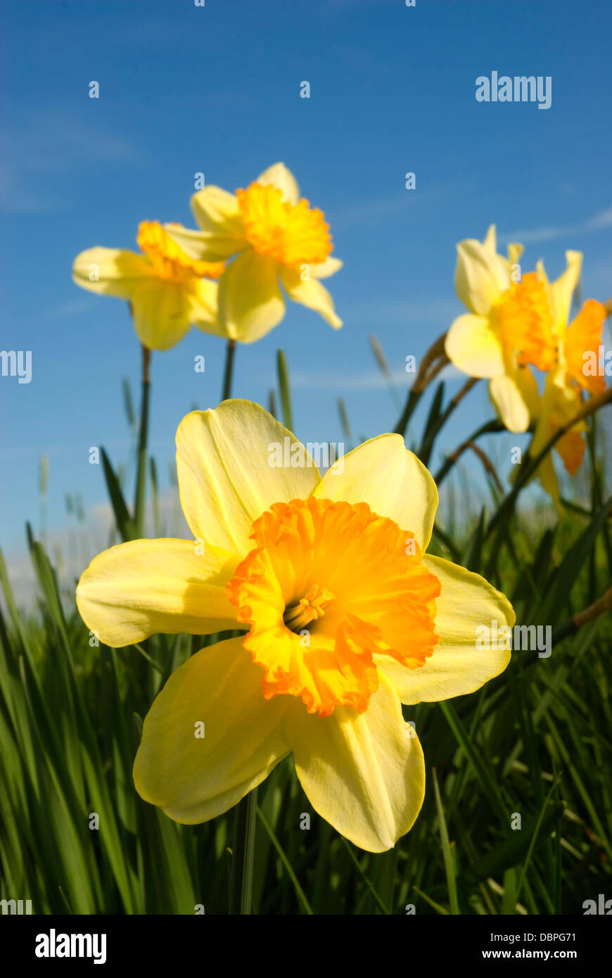 Daffodil, Marion County, Oregon Stock Photo - Alamy