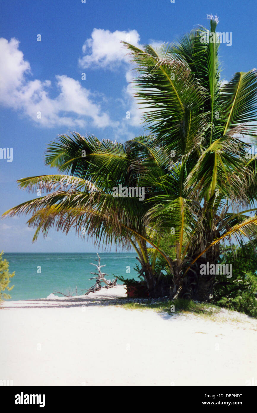 Palm tree bush hi-res stock photography and images - Alamy